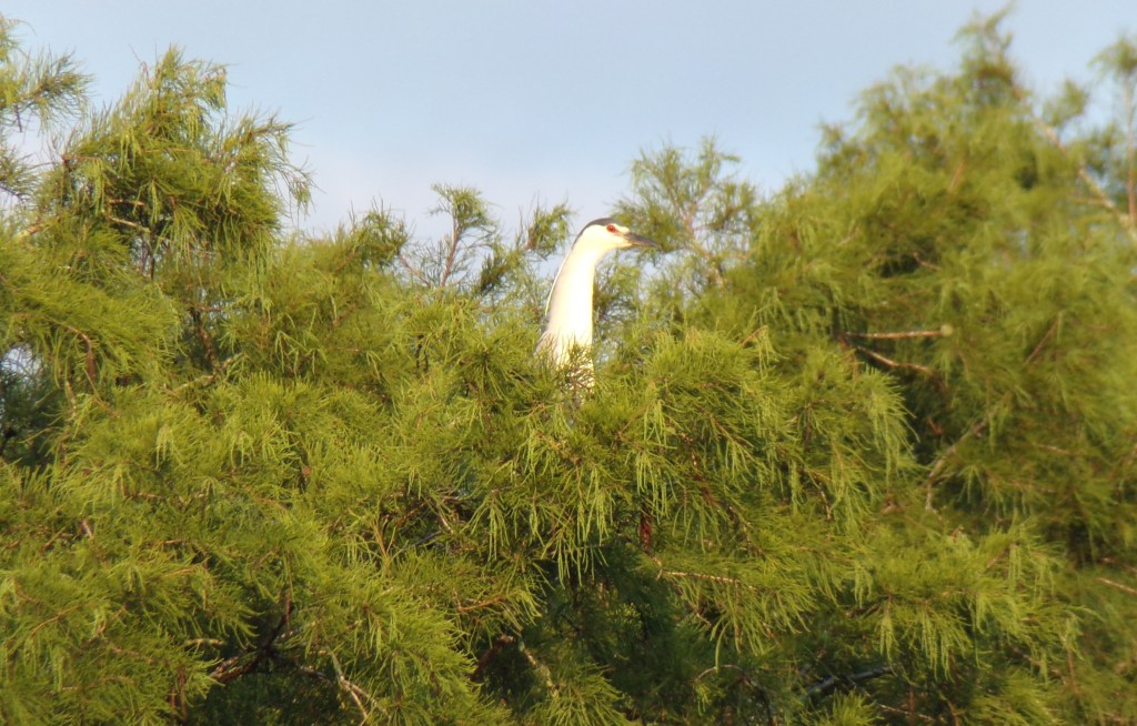 Wading Birds of Lake Martin Louisiana Mike Guillory Photography