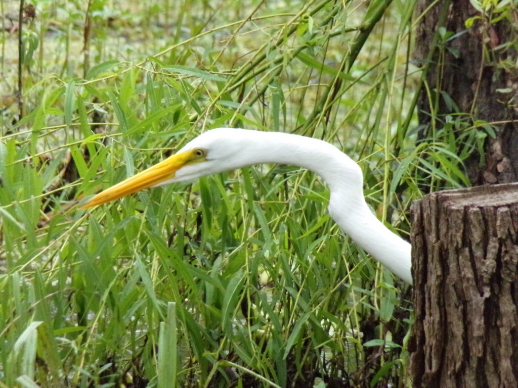 Wading Birds of Lake Martin Louisiana Mike Guillory Photography