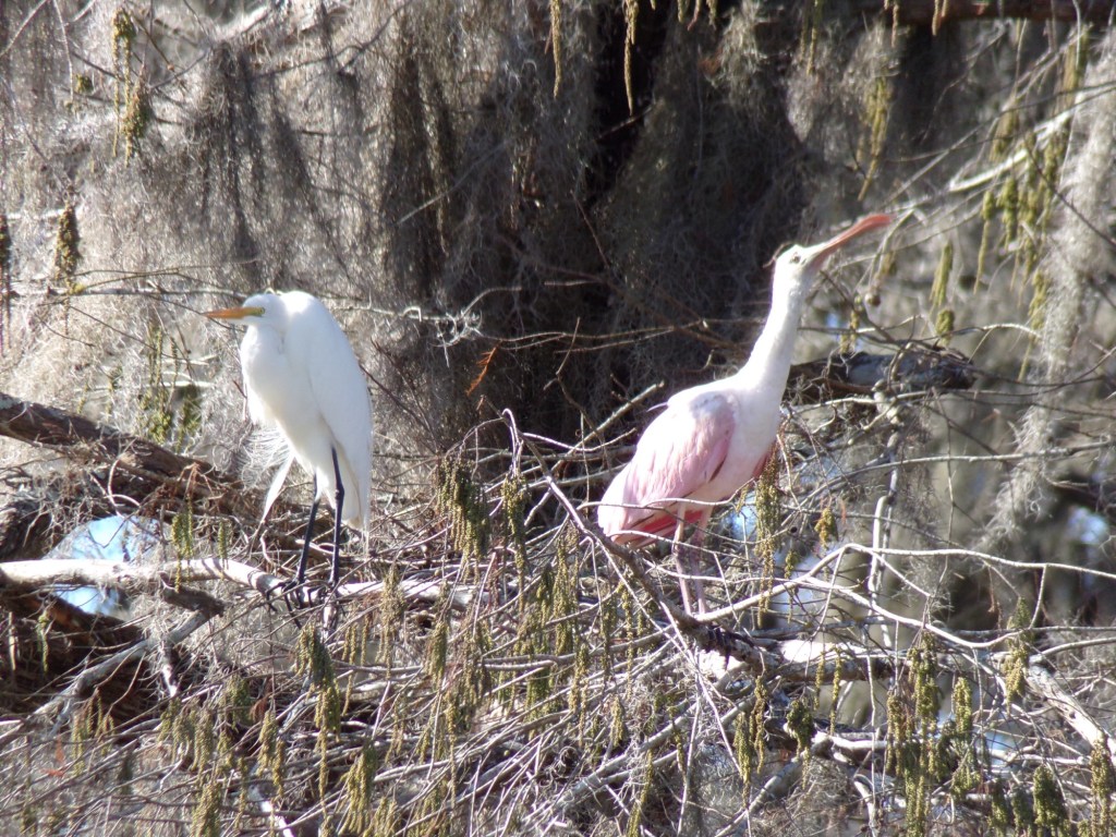 Wading Birds of Lake Martin Louisiana Mike Guillory Photography