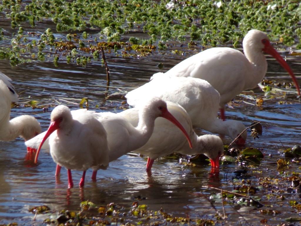Wading Birds of Lake Martin Louisiana Mike Guillory Photography