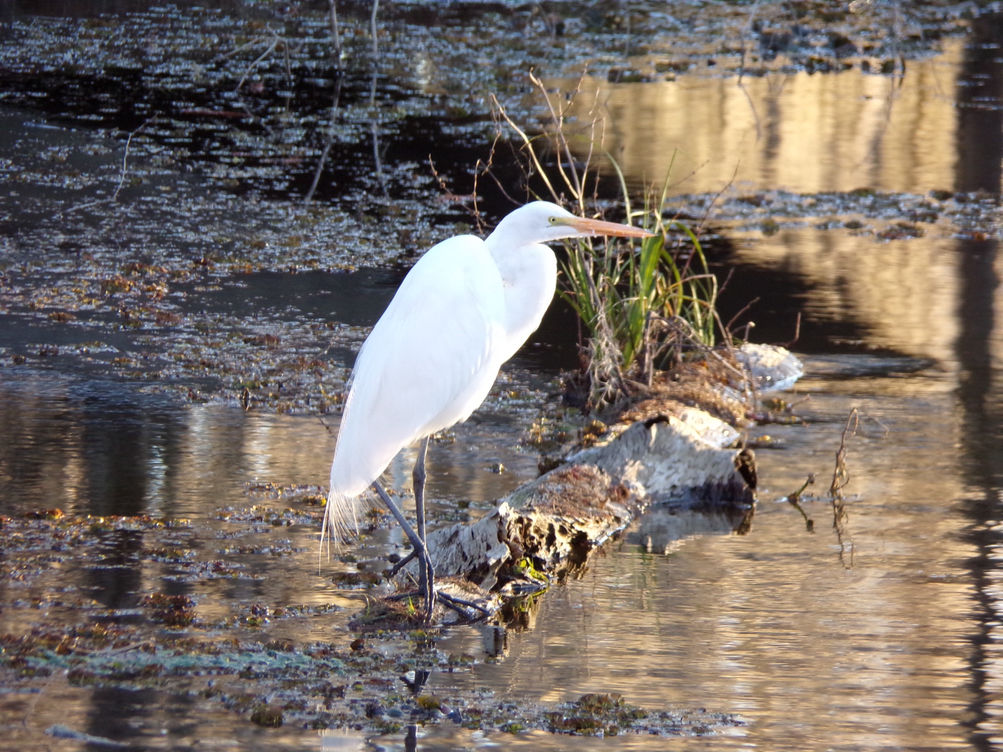 Wading Birds of Lake Martin Louisiana Mike Guillory Photography
